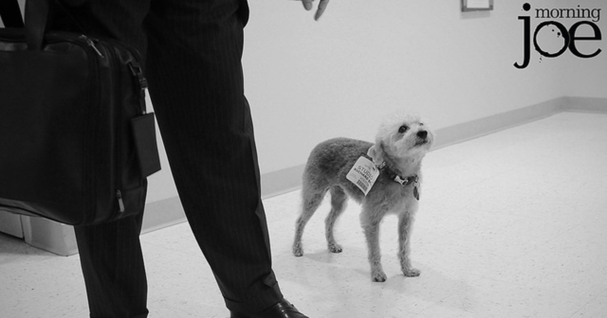 This is what happens when a dog visits Morning Joe