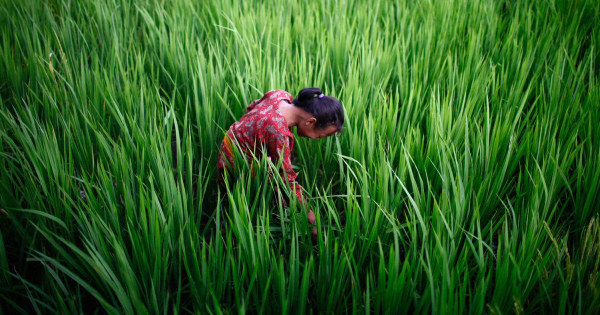 Harvesting snails in Nepal