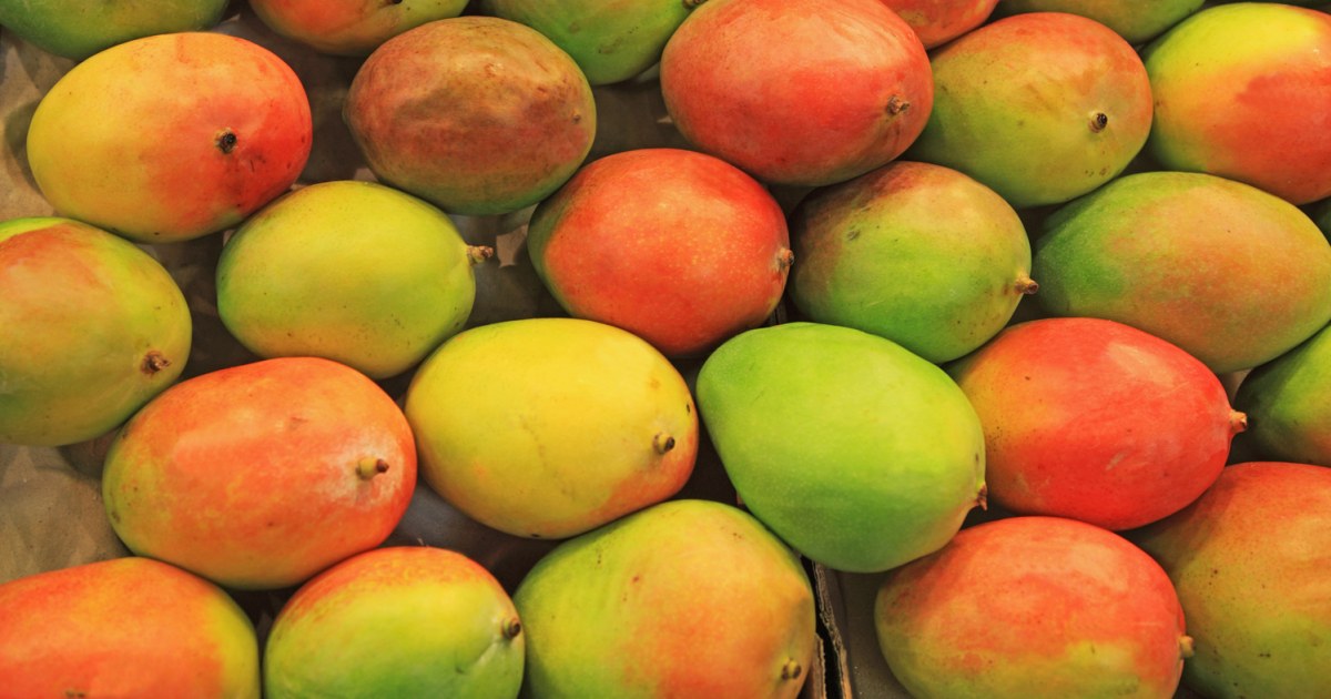 Mexican mangoes may have sickened 100