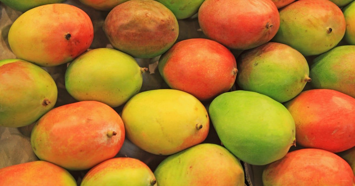 Mango salmonella outbreak grows; 105 sick in US