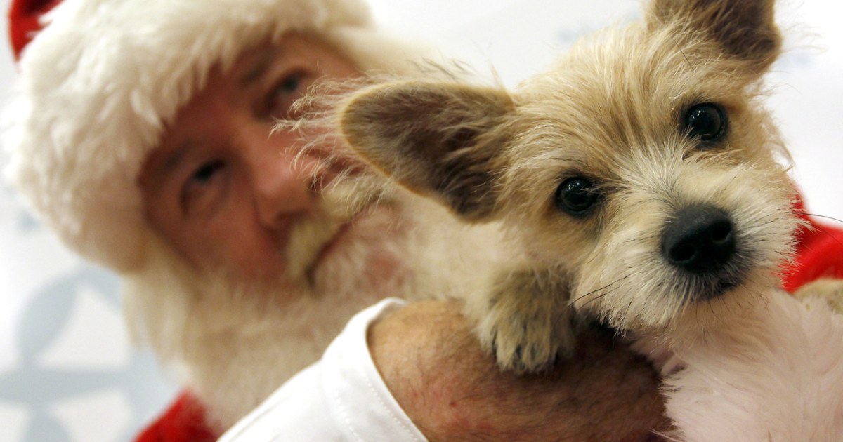 Send us photos of your pets with Santa!
