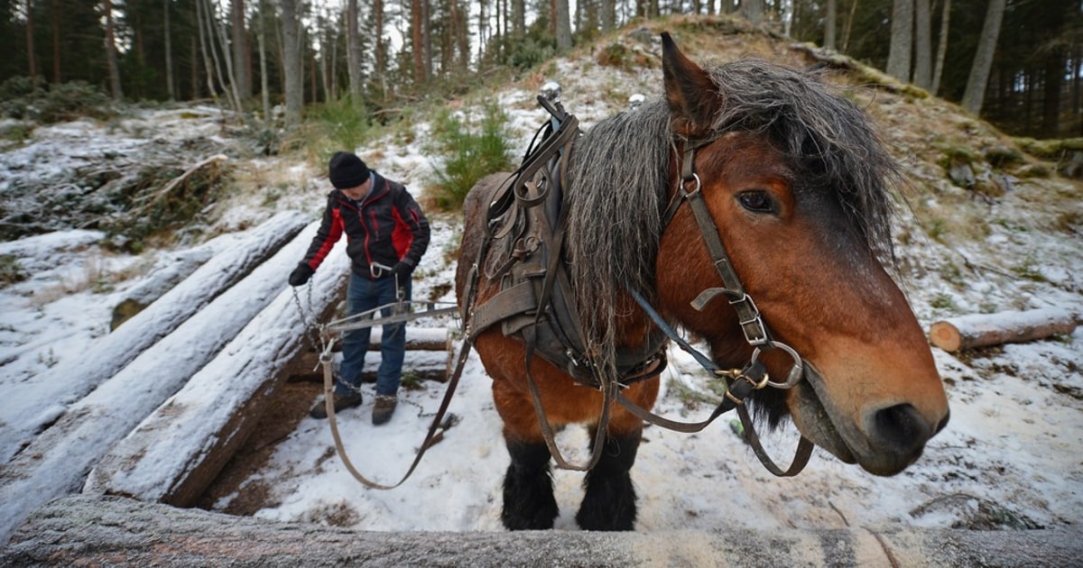 Horse loggers forgo heavy machinery to protect nature