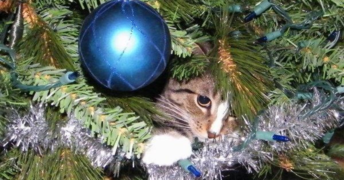 Festive Felines 11 Cats In Christmas Trees