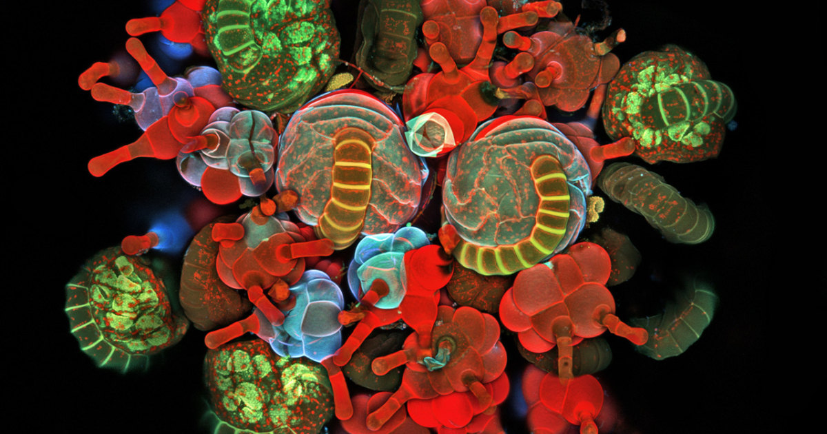 Beauty found under the microscope