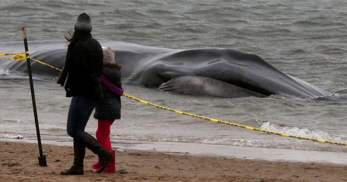 Finback whale beached at Breezy Point, N.Y.