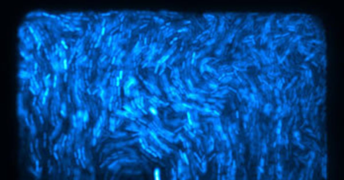 'Neon signs' made with bacteria