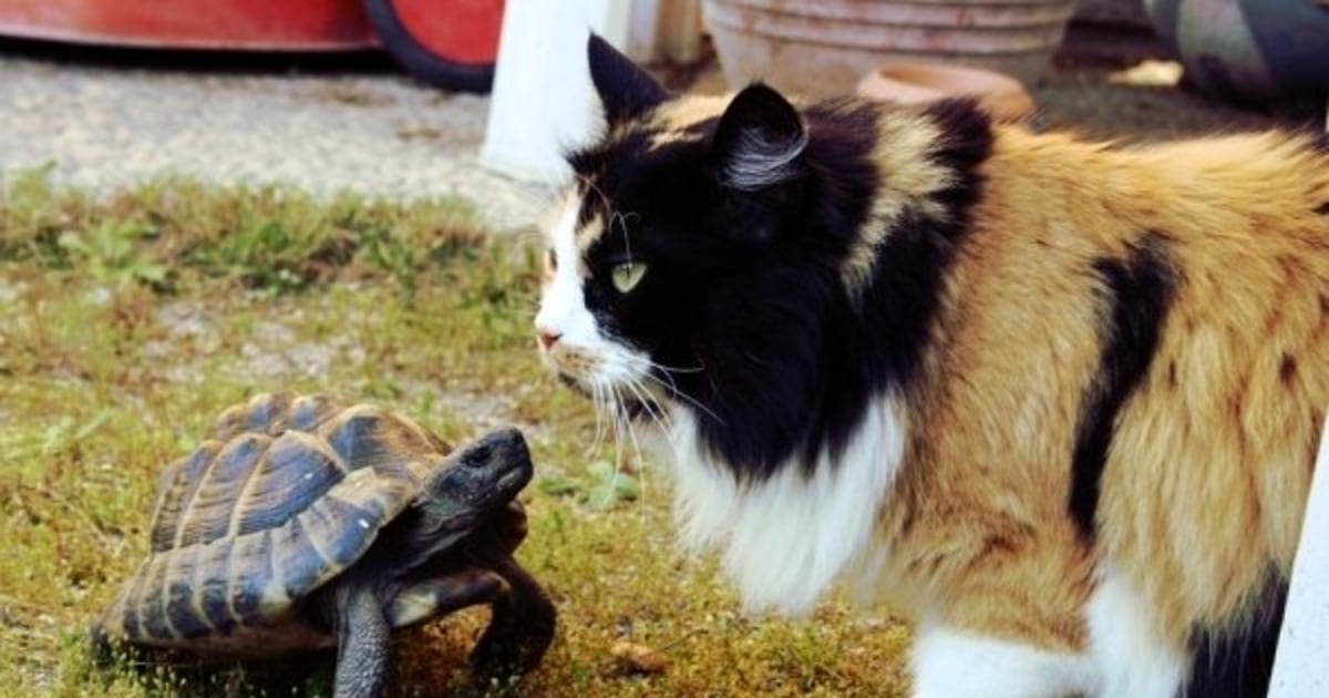 Pre-caffeine tech: Cats and turtles, living together!