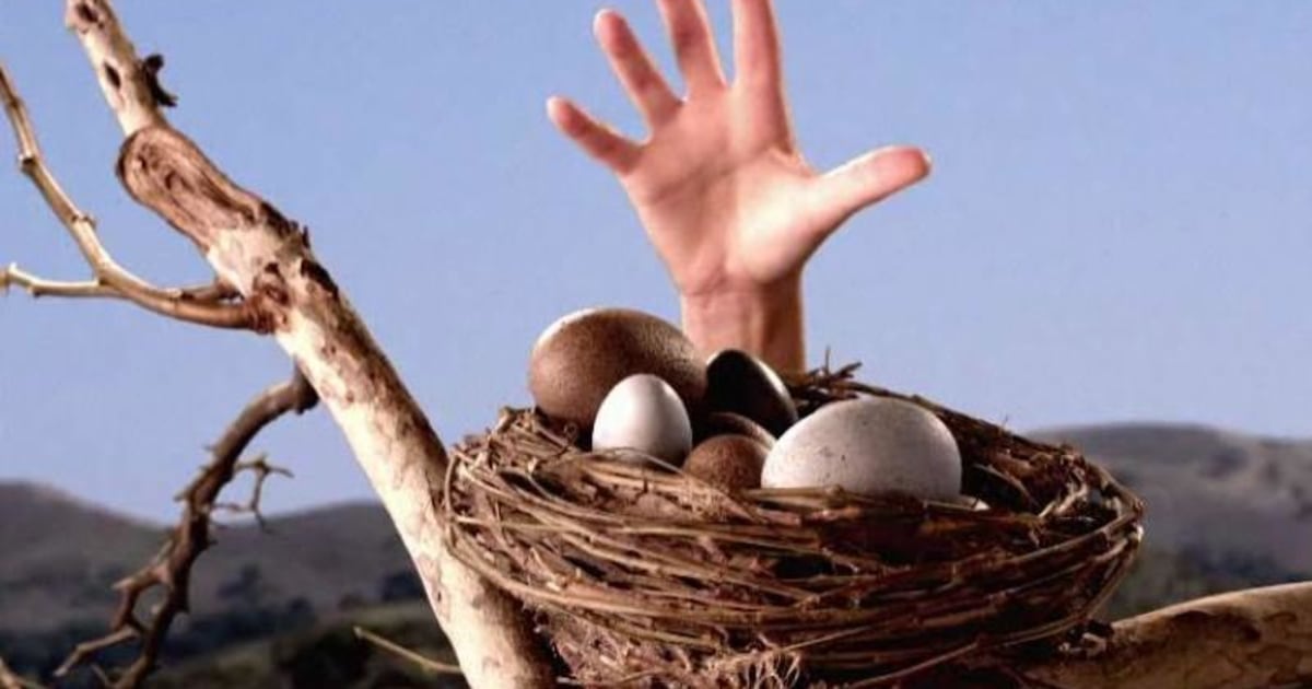 Unholy ruffled feathers! 'Angry Birds' meets 'The Birds'