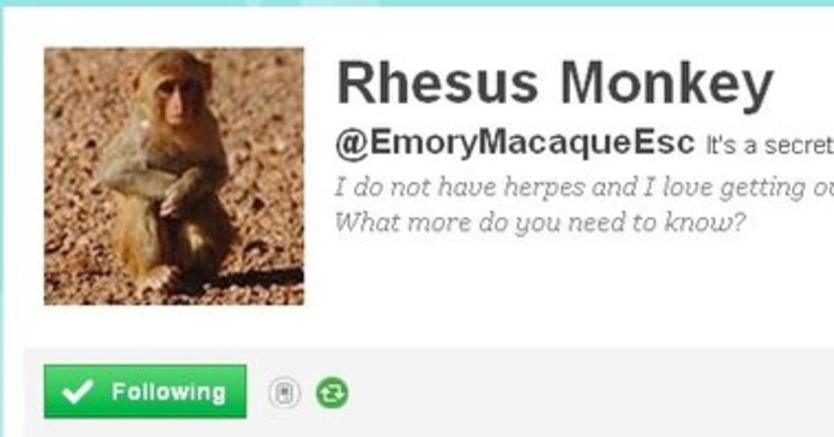 So now there's an escaped monkey on Twitter