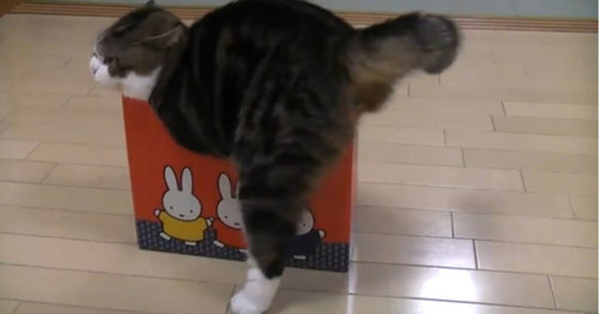 No box too small for fat cat, video reveals