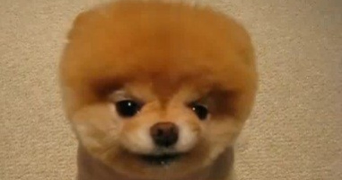 Adorable pup has 163,000 Facebook fans