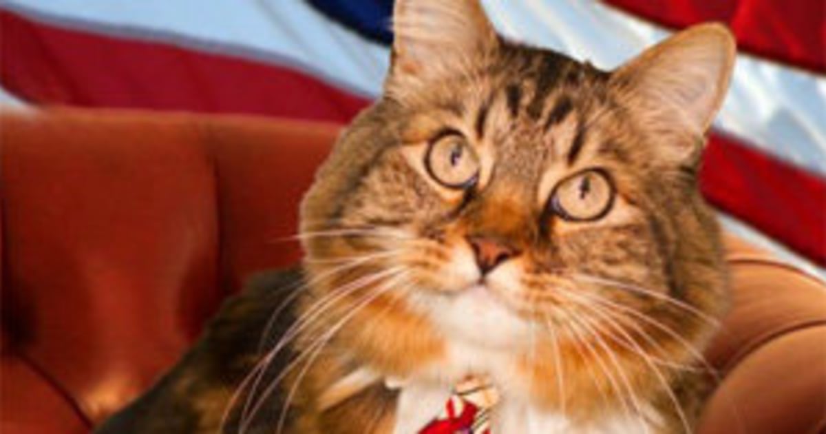 Meow! Hank the cat running for Senate