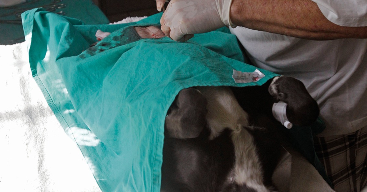 Welfare group helps South African township dogs