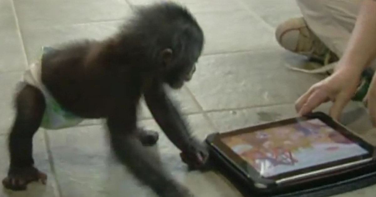 Growing up with tech makes young bonobos language-savvy