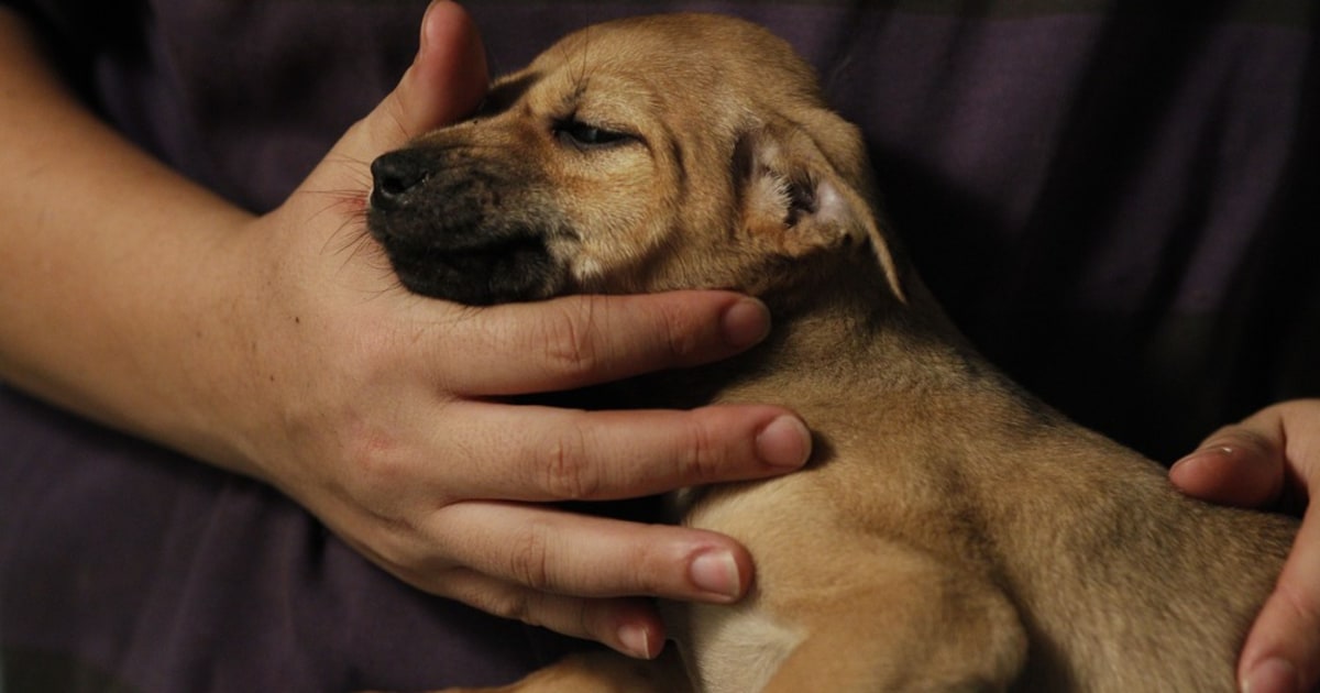 A photographer's crusade to record the dignity of doomed shelter dogs