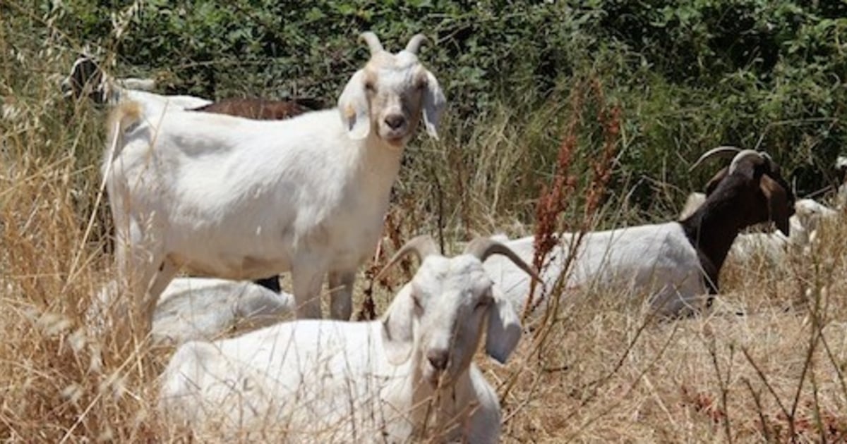 Goats are latest attraction at San Francisco airport