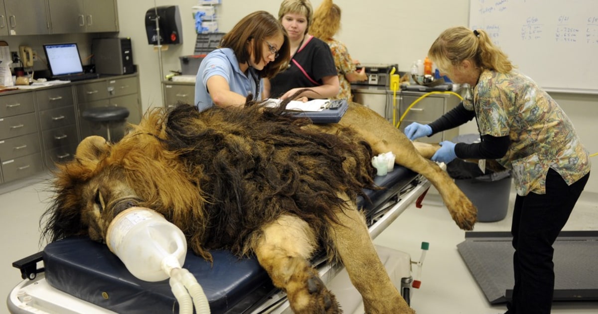 Tsavo the lion receives treatment to remove orange size tumor