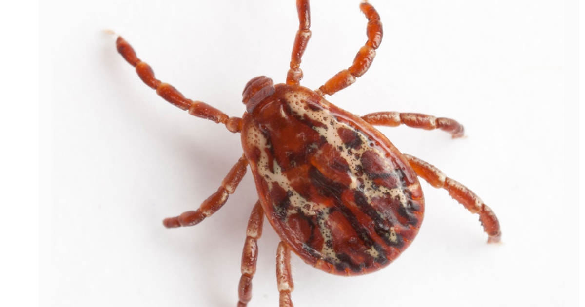 Tick trouble: 1,100 people got babesiosis in 2011