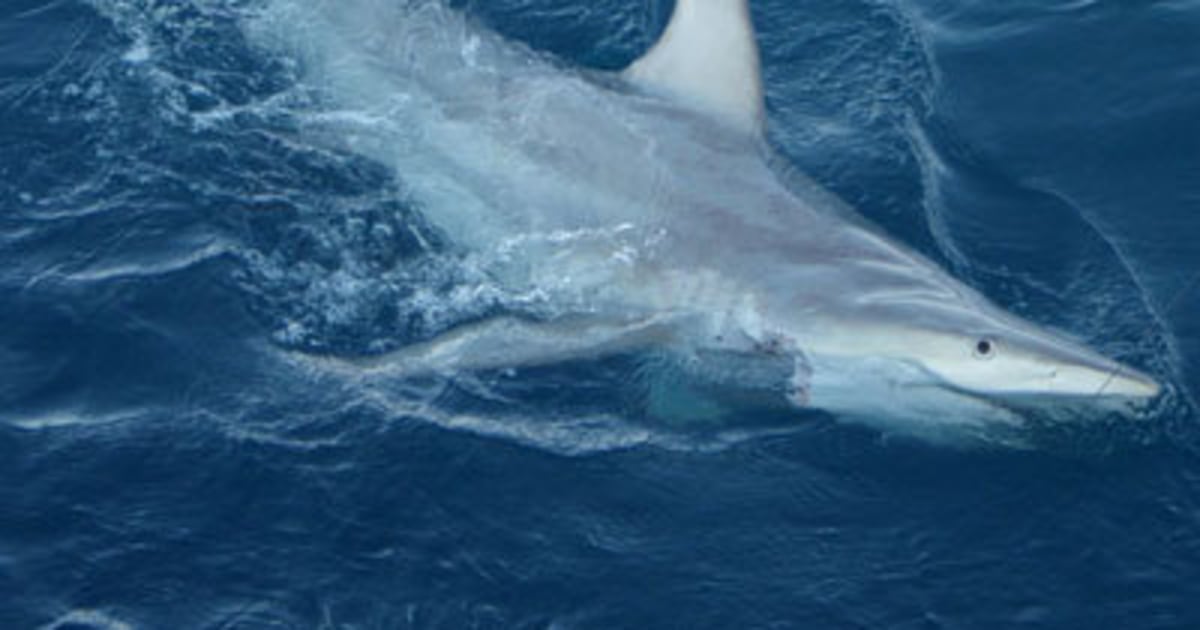 Australia's hybrid shark reveals evolution in action