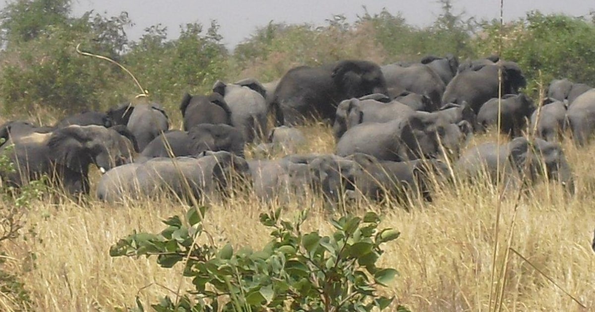 Elephants slaughtered, orphan found in latest Africa poaching