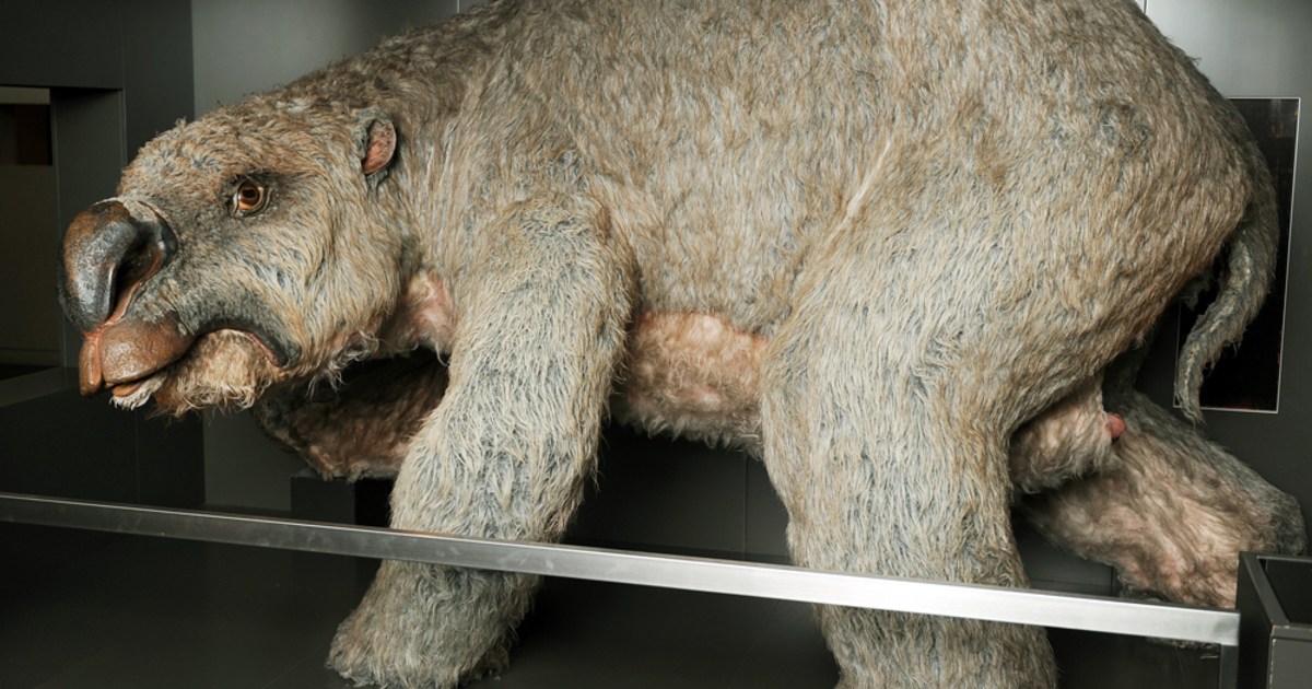 Mass grave found of 'giant wombats' the size of a rhinocerous