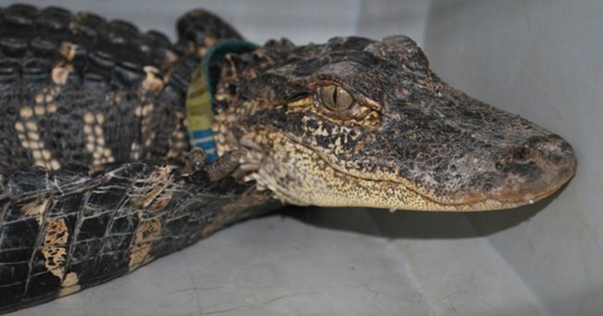 Alligator caught in Connecticut River; it's unknown where it came from