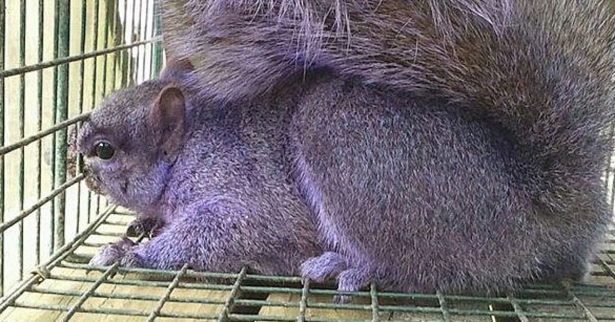 Purple squirrel goes free, leaving mystery behind