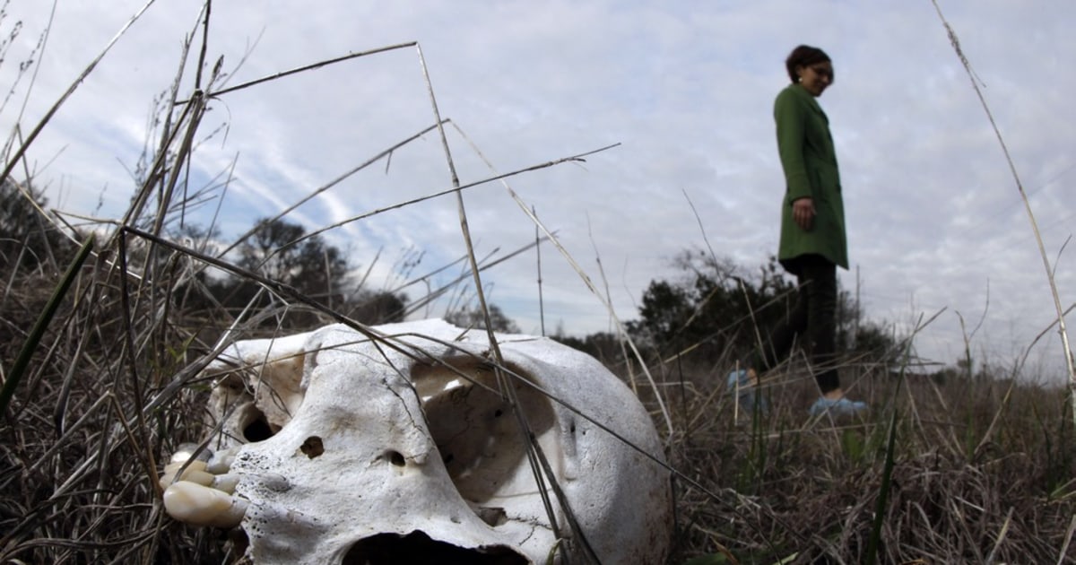 Vultures feast on human corpse in Texas 'body farm' experiment