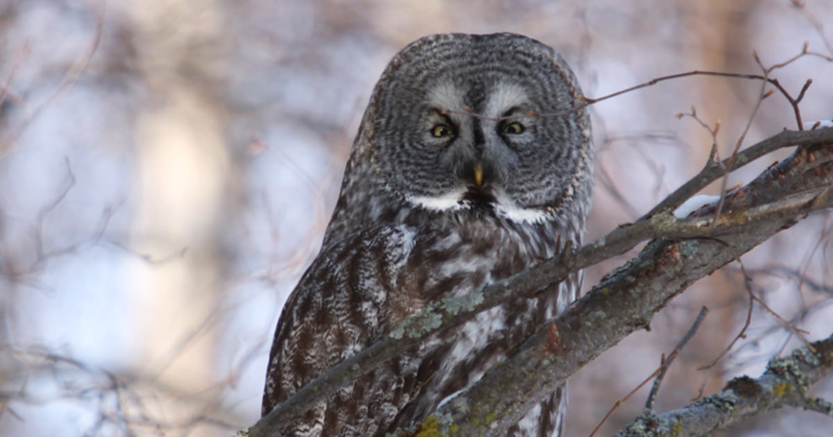 Usually reclusive owl gather openly in South Anchorage