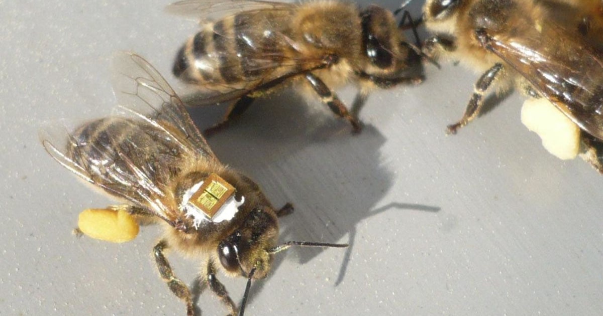 Neonicotinoid pesticides tied to crashing bee populations, 2 studies find