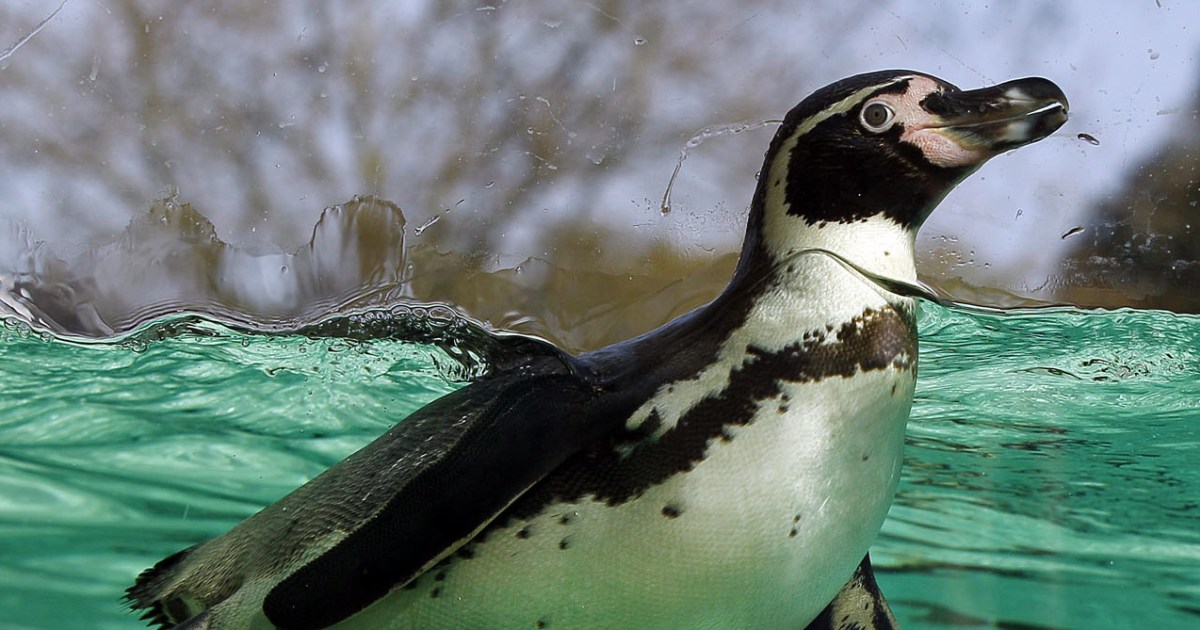 London penguins show off their Olympic diving form