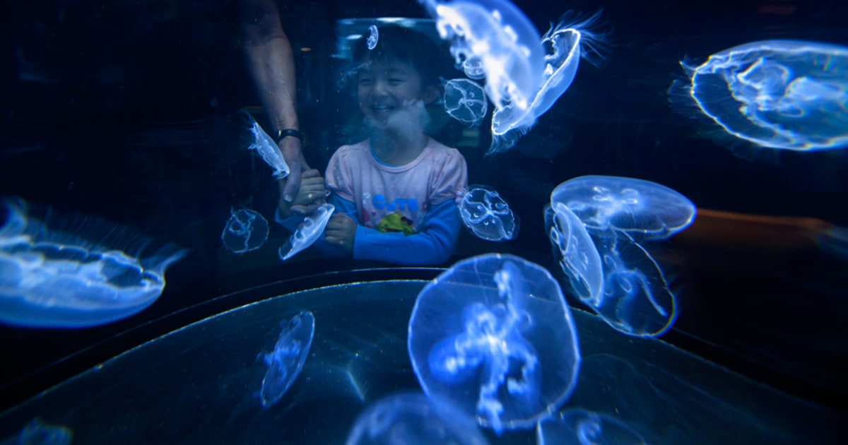 New jellies exhibit at Monterey Bay Aquarium