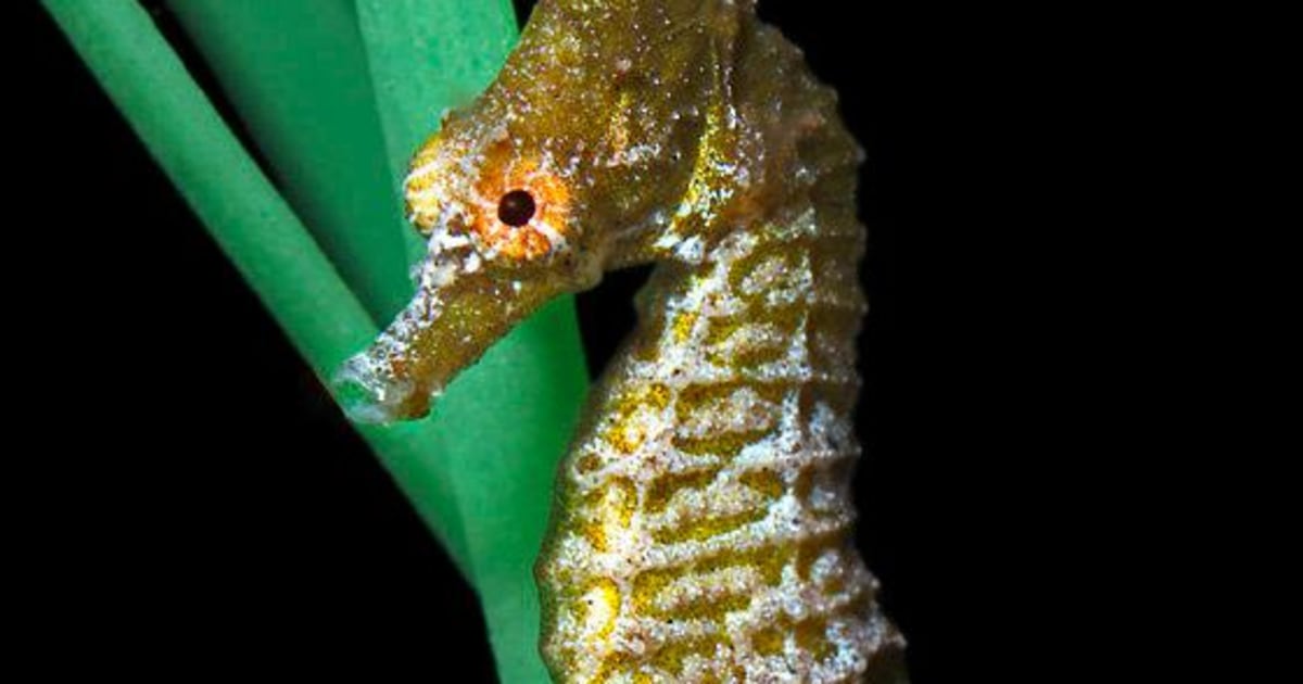 Smallest seahorse in US waters might get endangered protection