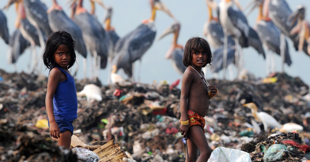 Storks losing their wetland homes end up at local garbage dump in India