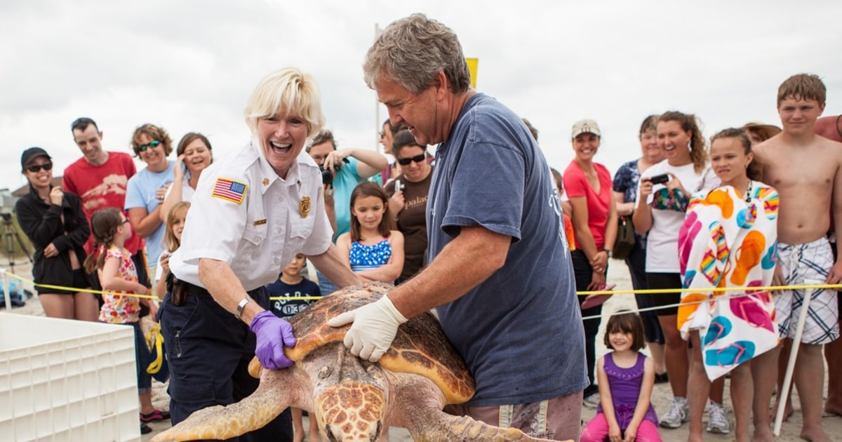 Loggerhead turtles released into Atlantic after rehabilitation