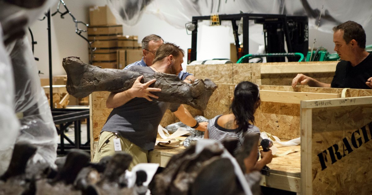 T-Rex and friends ready for their debut at the Houston Museum of ...