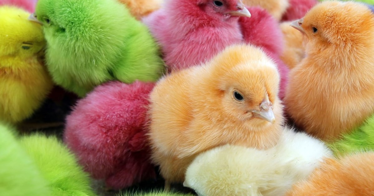 Salmonella by mail? Hatchery sparks 8-year outbreak