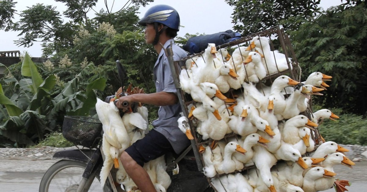 Man carries dozens of ducks on his motorcycle in Vietnam