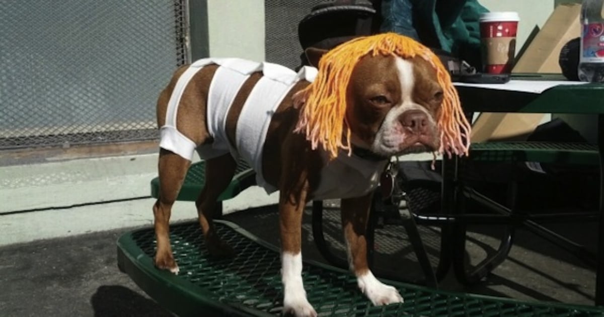 Pre-caffeine tech: 'Fifth Element' dog play, missing December!