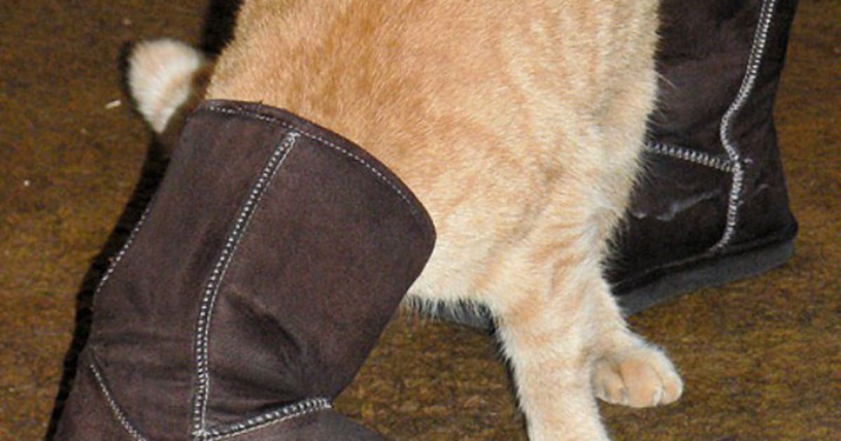 Pre-caffeine tech: Smart deer, dumb cats