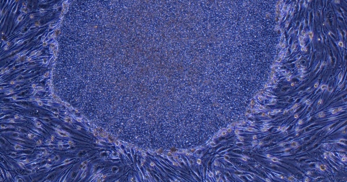 A close-up view of the stem cell research that won a Nobel prize