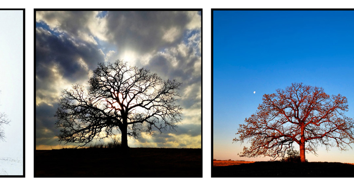 Tree stalker: Photographing a year in the life of a tree