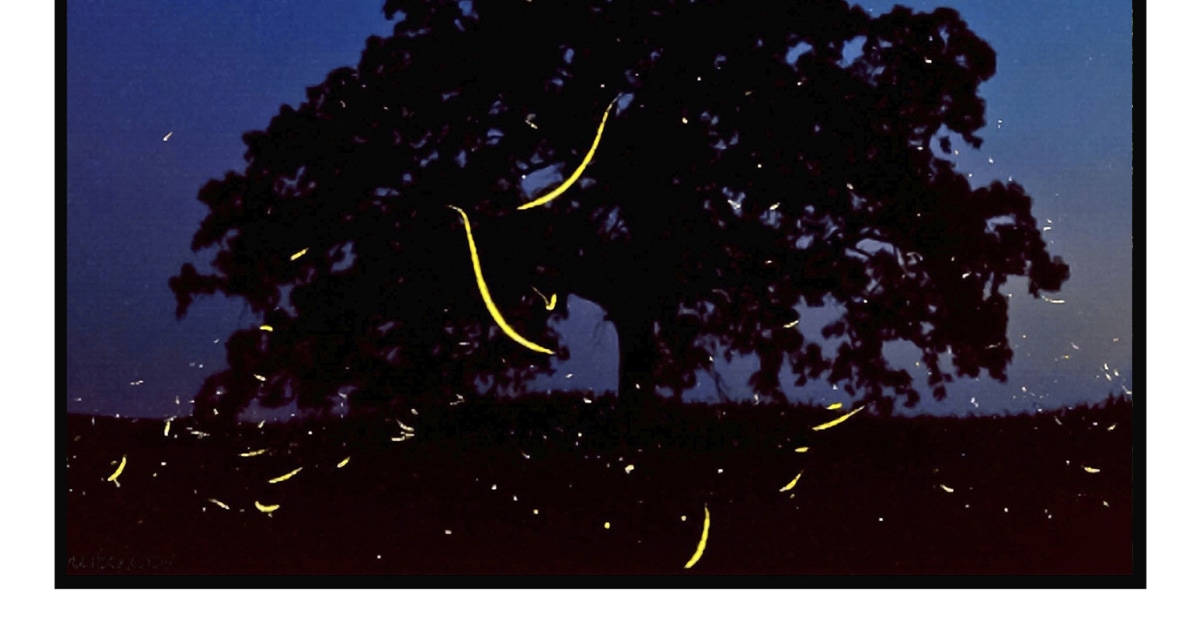 Tree stalker: Photographing a year in the life of a tree