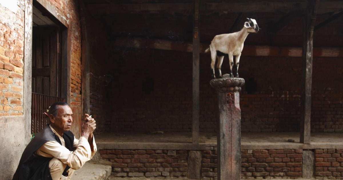 Goat aims for a bird's-eye view
