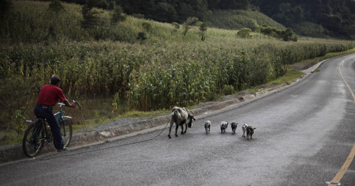 These little piggies went along for a bike ride