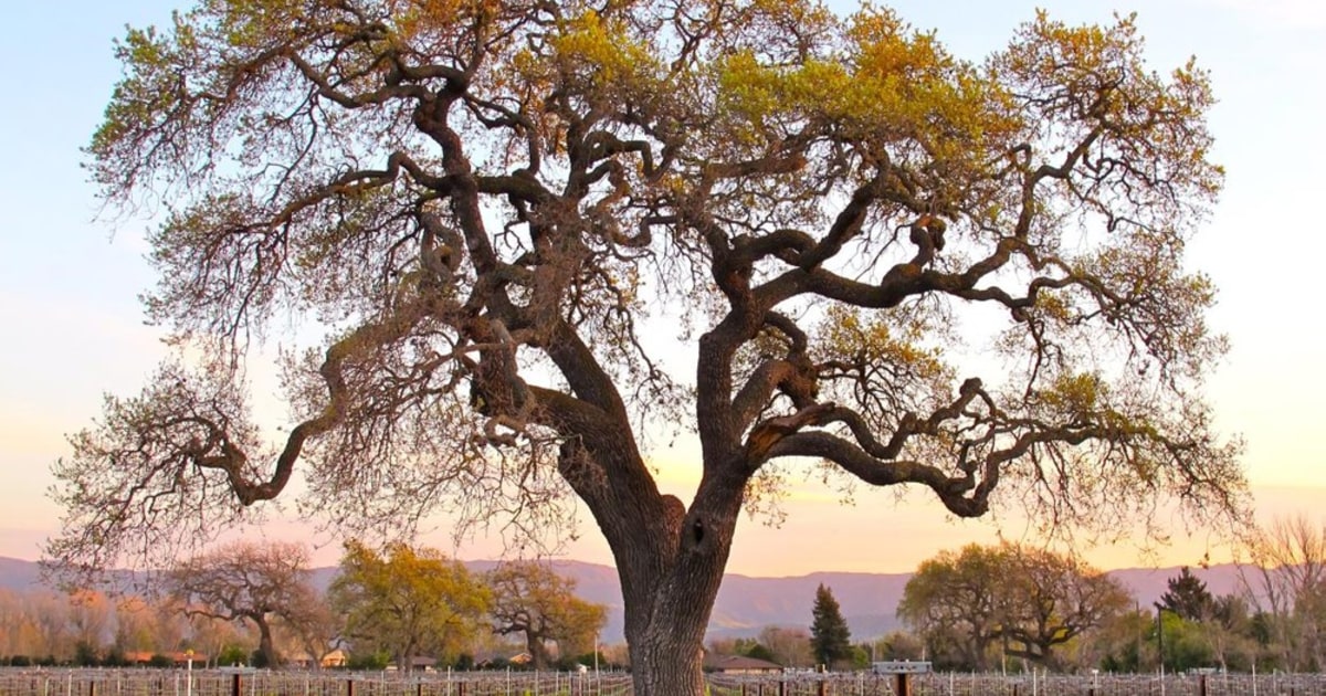 Travel photo of the day: Majestic tree in a California vineyard