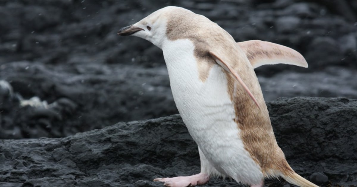 Rare white penguin spotted in Antarctica