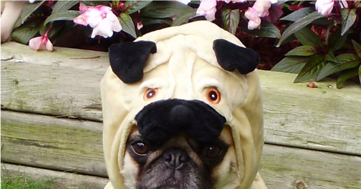 Pre-caffeine tech: Supersonic skydiver, Inception pug!