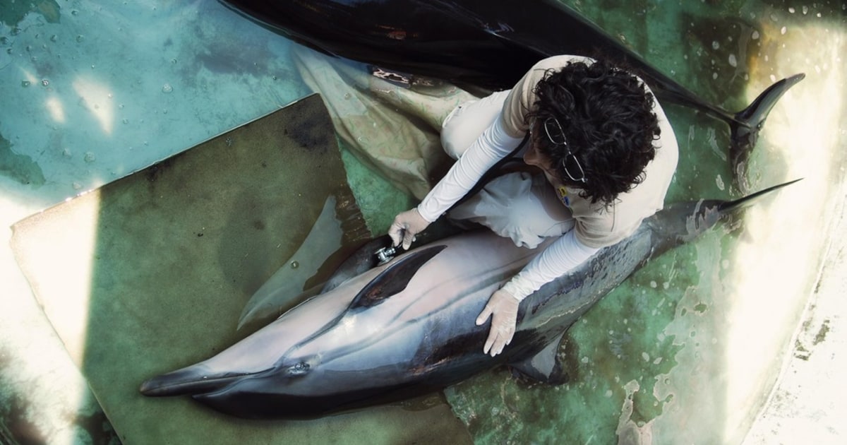 Vets care for ailing dolphins after beaching