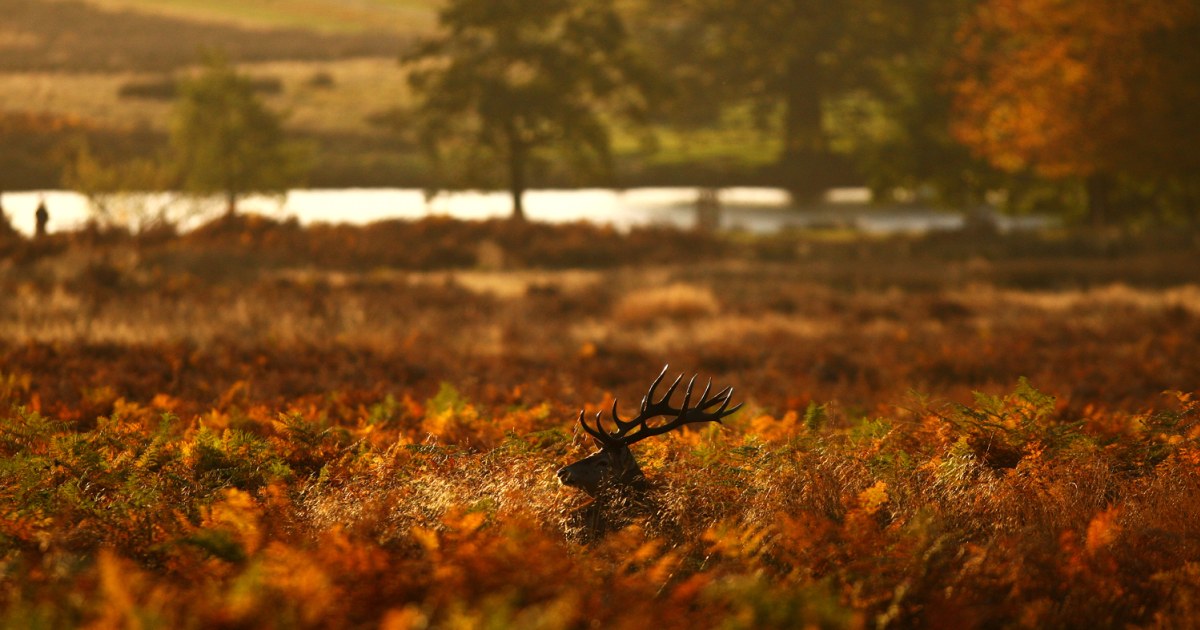 Going stag to the park